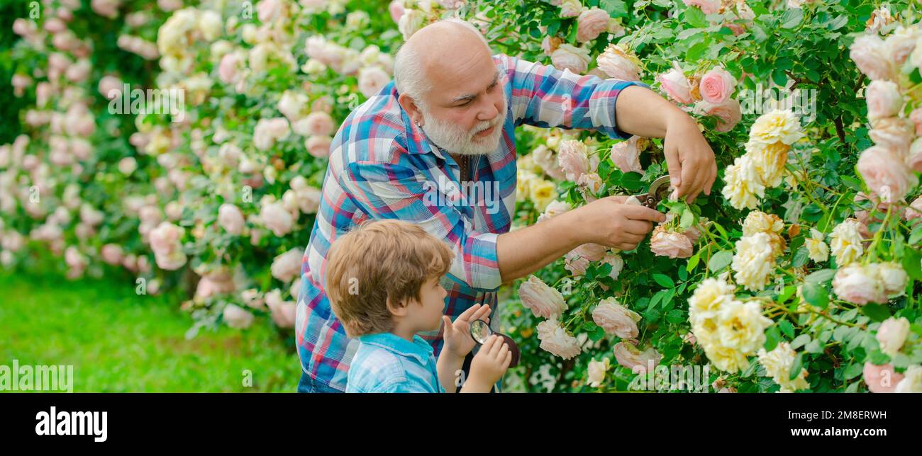 Grandfather gardener in sunny garden planting roses. Grandfather with ...