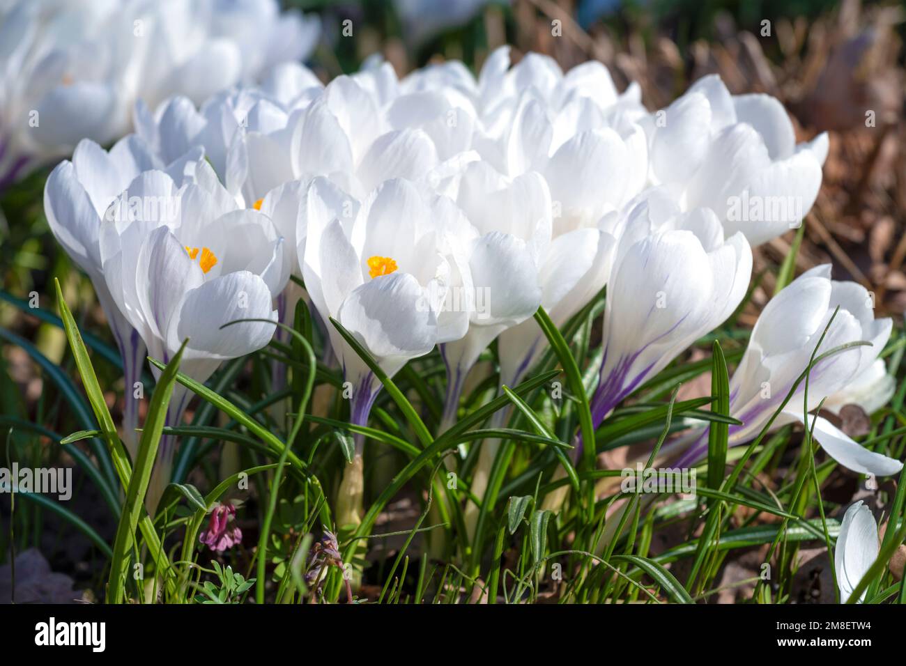 White spring crocuses (Crocus vernus) close-up on a sunny spring day ...