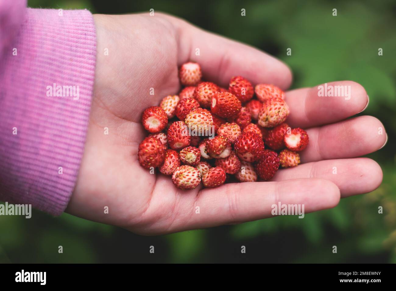 Process of harvesting raspberry and picking berries and wild ...