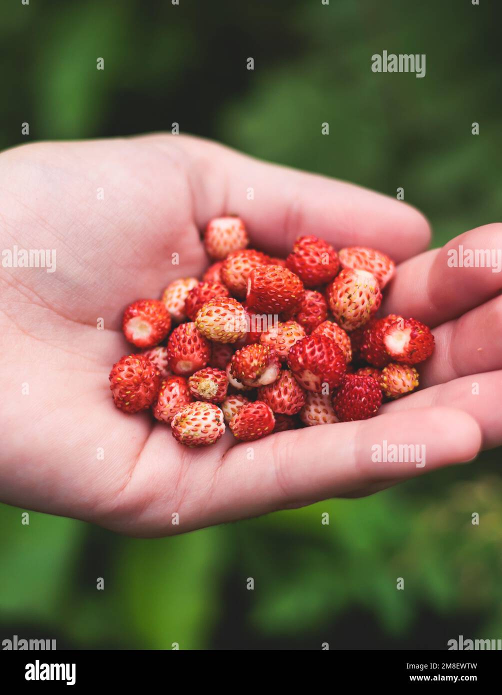 Process of harvesting raspberry and picking berries and wild ...