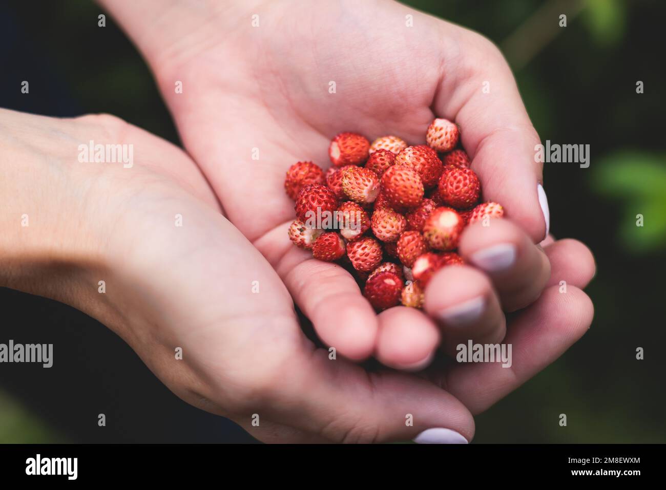 Process of harvesting raspberry and picking berries and wild ...