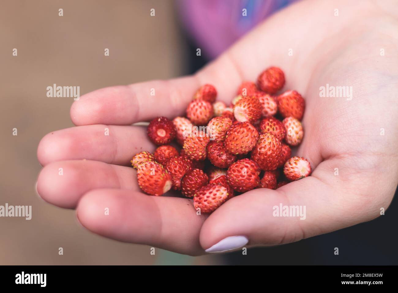 Process of harvesting raspberry and picking berries and wild ...