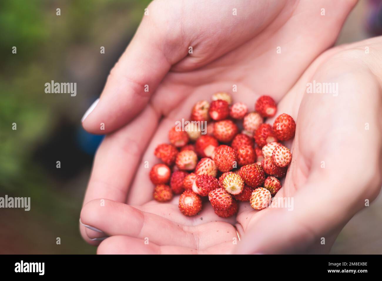 Process of harvesting raspberry and picking berries and wild ...