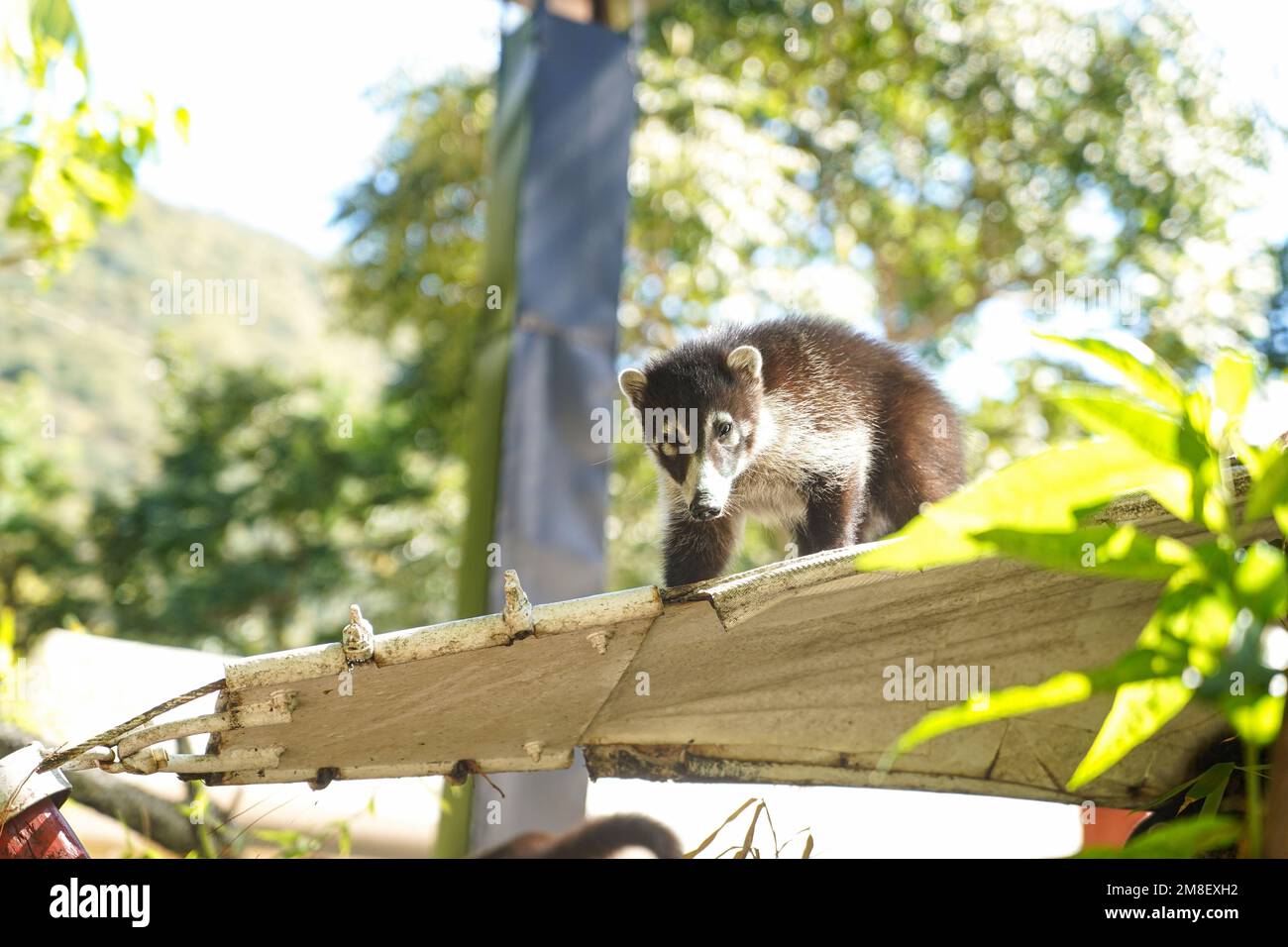 Atitlan, Guatemala. 13th Jan, 2023. A Pizote (Nasua narica) rests at ...