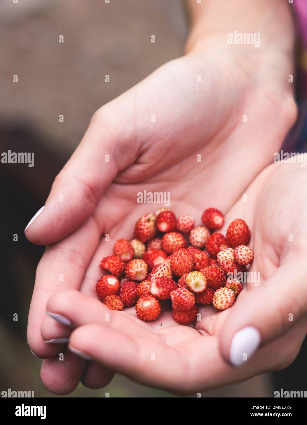 Process of harvesting raspberry and picking berries and wild ...