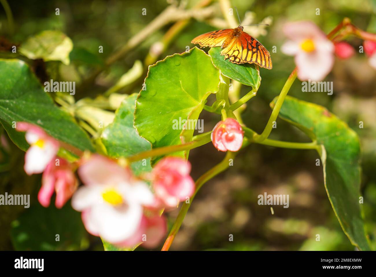 Atitlan, Guatemala. 13th Jan, 2023. A flame butterfly (Dryas iulia ...