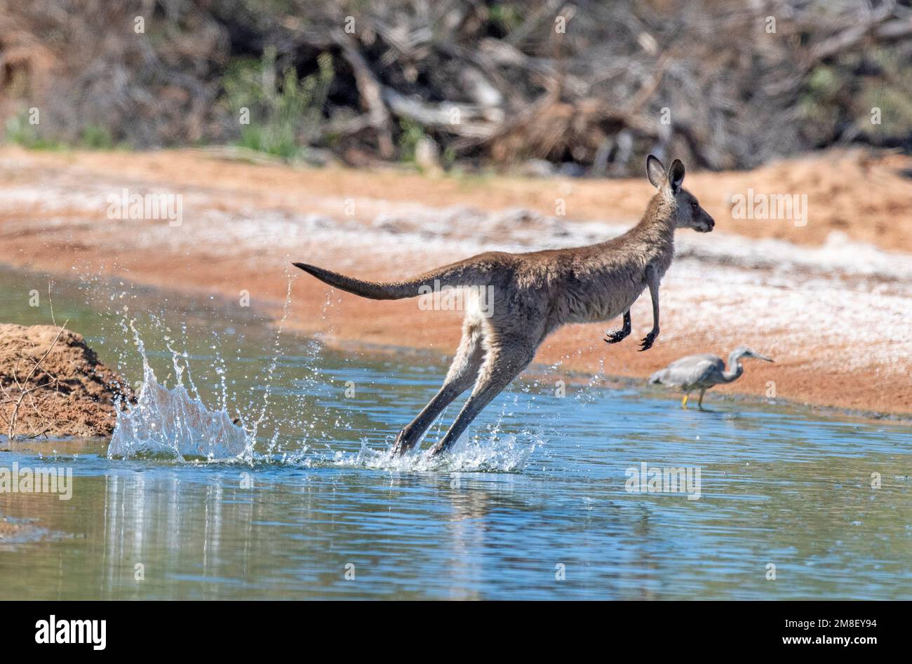 Kangaroo in outback Queensland, Australia Stock Photo - Alamy