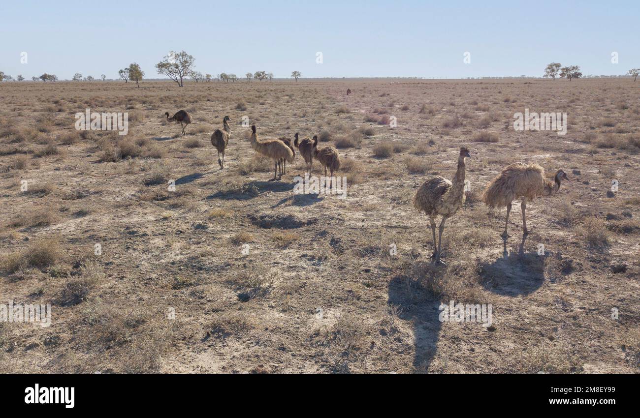 A flock of emus in the drought conditions of outback Queensland ...