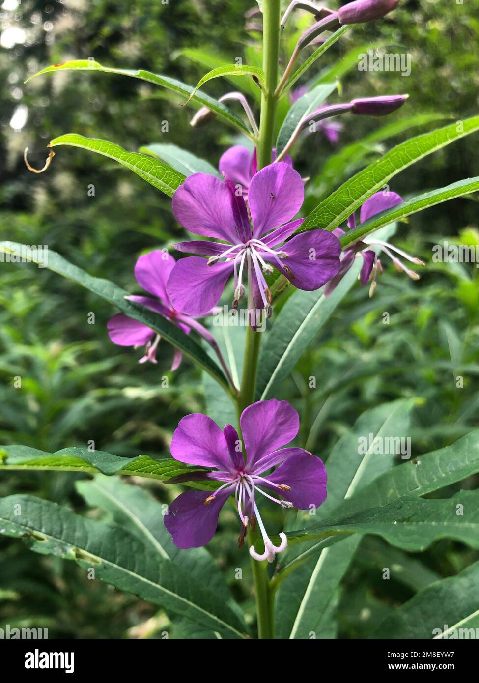 Pacific Northwest Flowers in Spring Stock Photo - Alamy