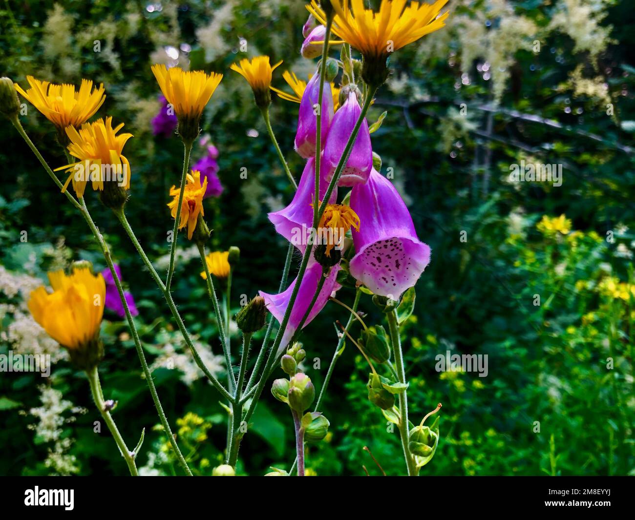 Pacific northwest images hi-res stock photography and images - Alamy
