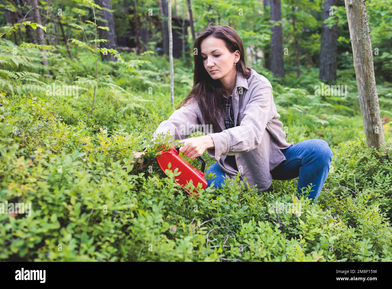 Process Of Picking And Harvesting Berries In The Forest Of Scandinavia