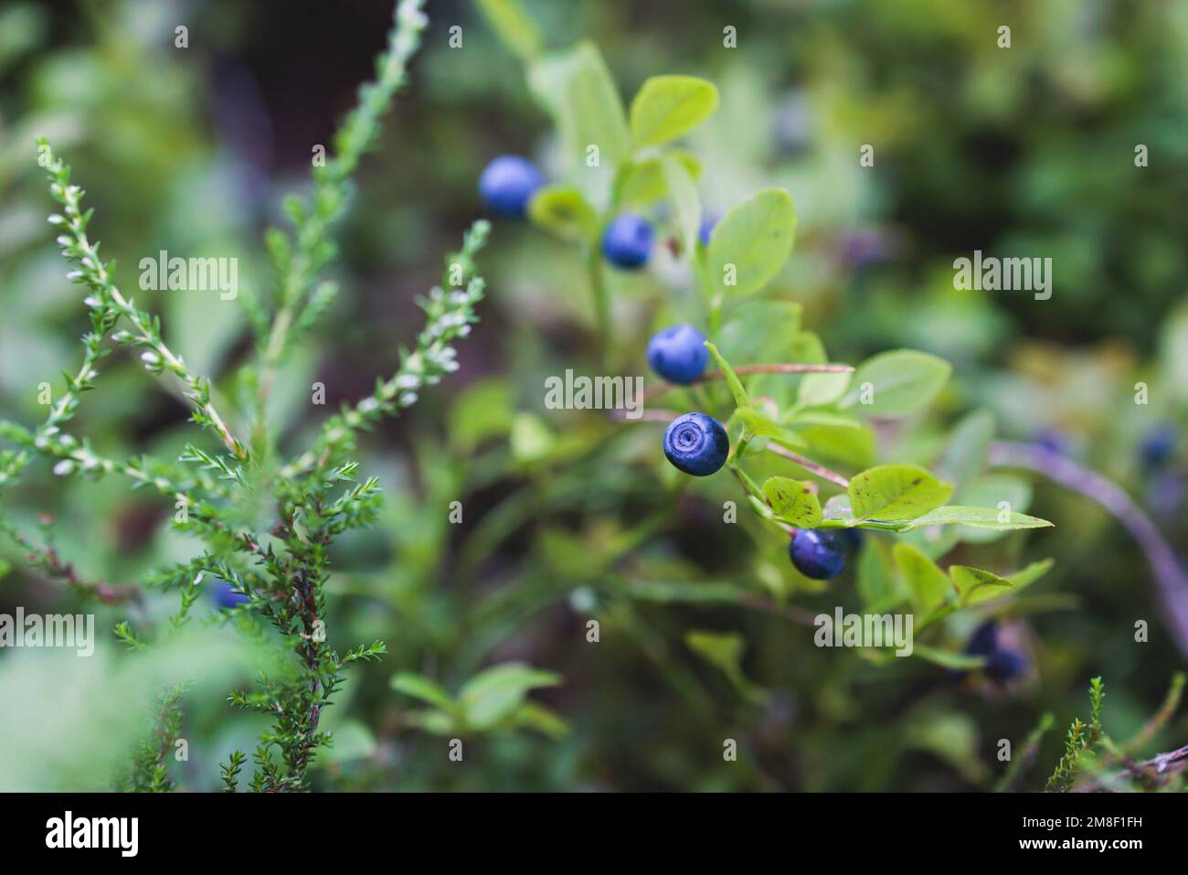 Harvested berries, process of collecting, harvesting and picking ...