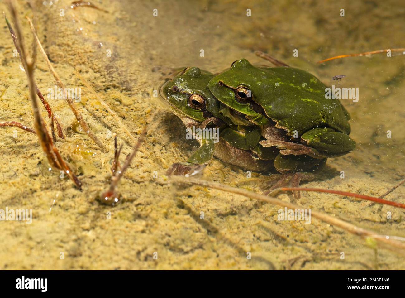 European tree frog (Hyla arborea) pair in amplexus in water, Thuringia ...