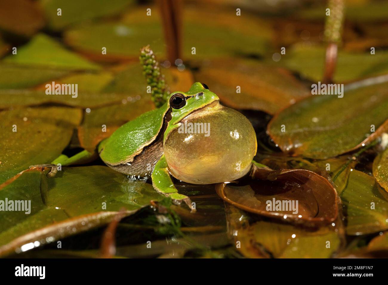 European tree frog (Hyla arborea), courtship display, calling male with ...
