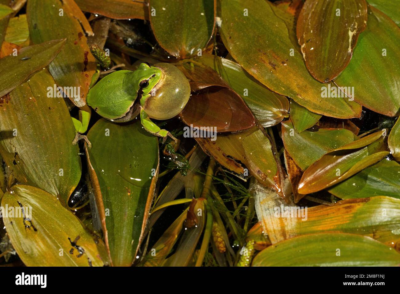European tree frog (Hyla arborea), courtship display, calling male with ...