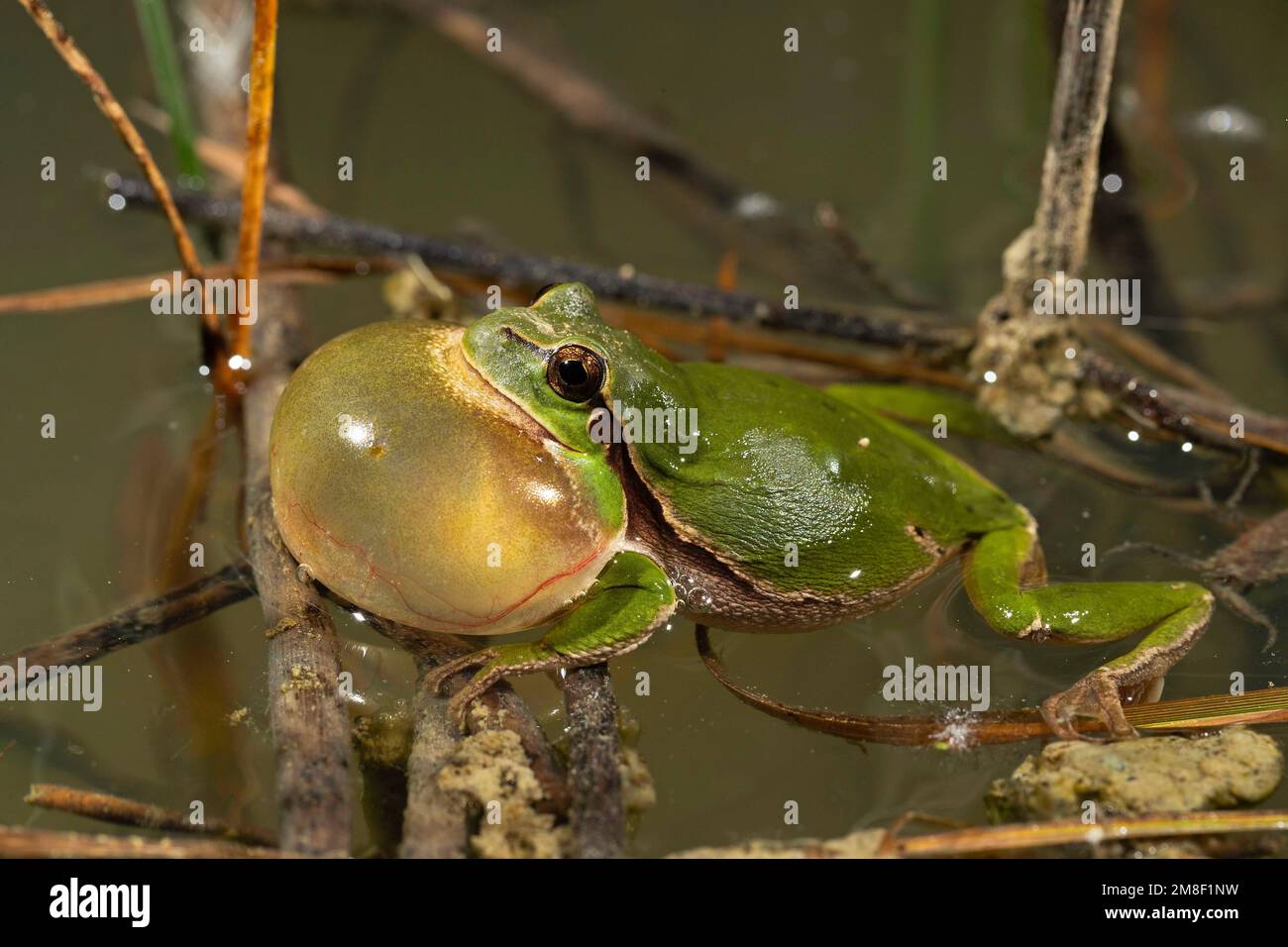 European tree frog (Hyla arborea), courtship display, calling male with ...