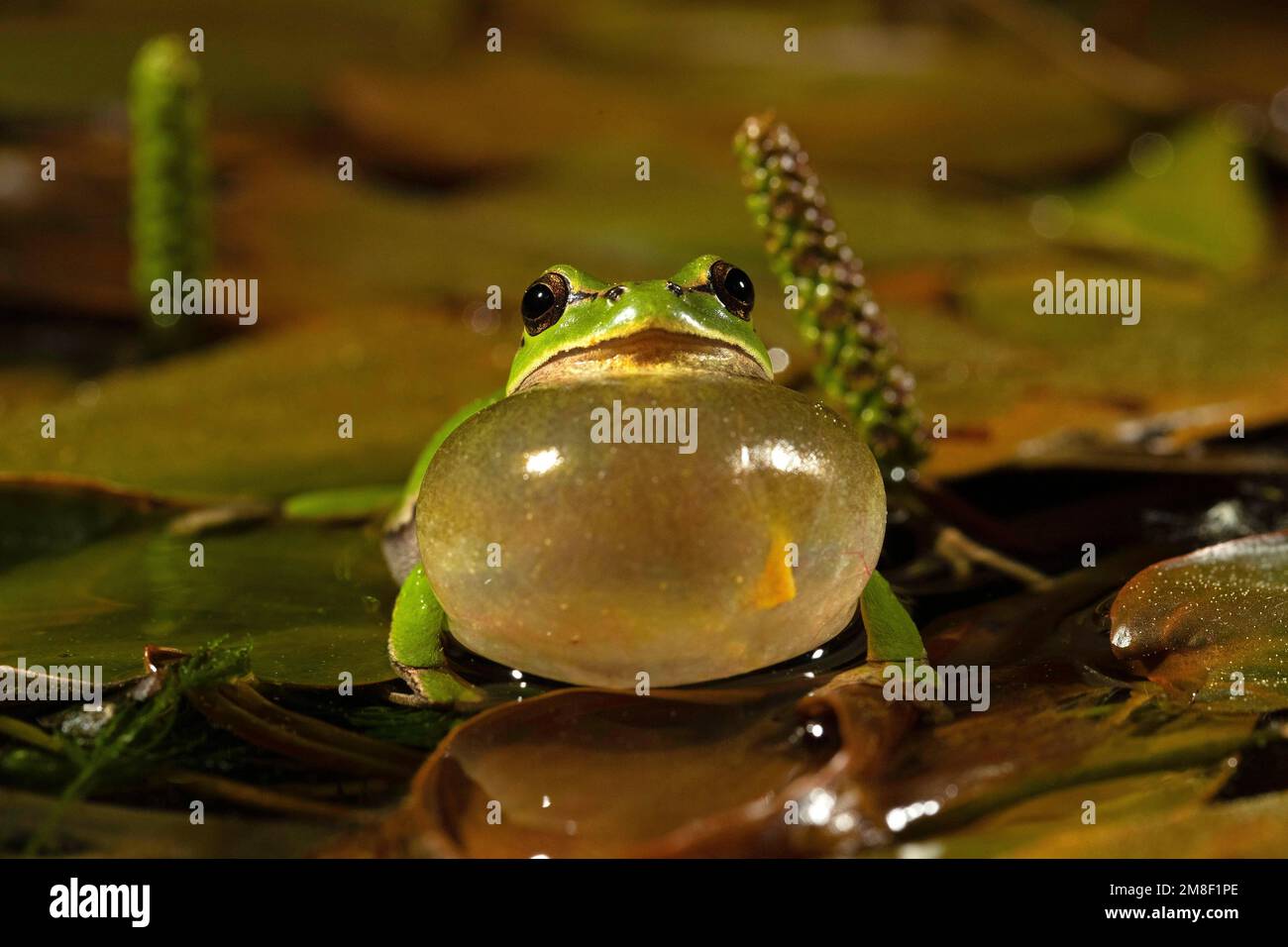 European tree frog (Hyla arborea), courtship display, calling male with ...