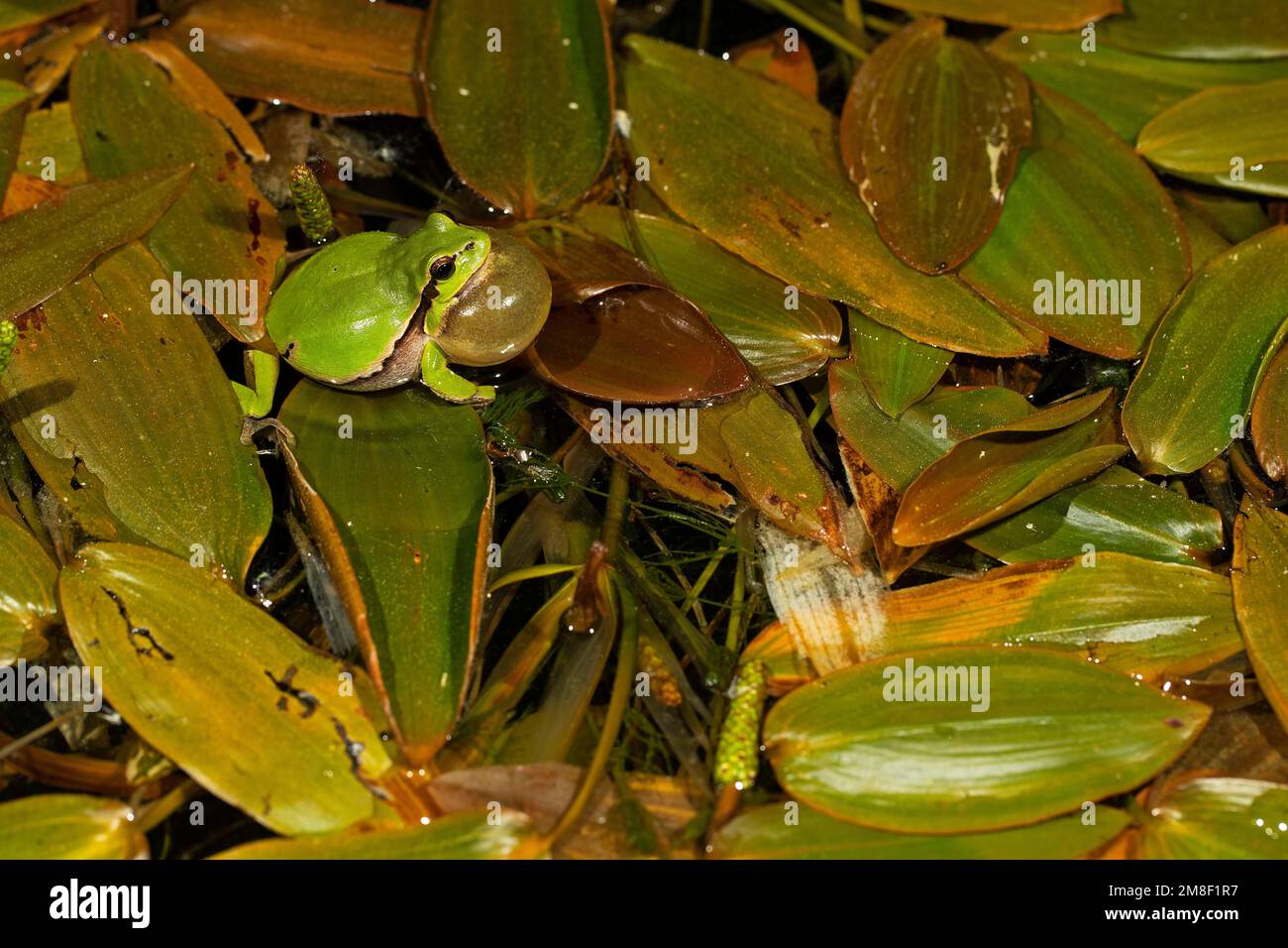 European tree frog (Hyla arborea), courtship display, calling male with ...