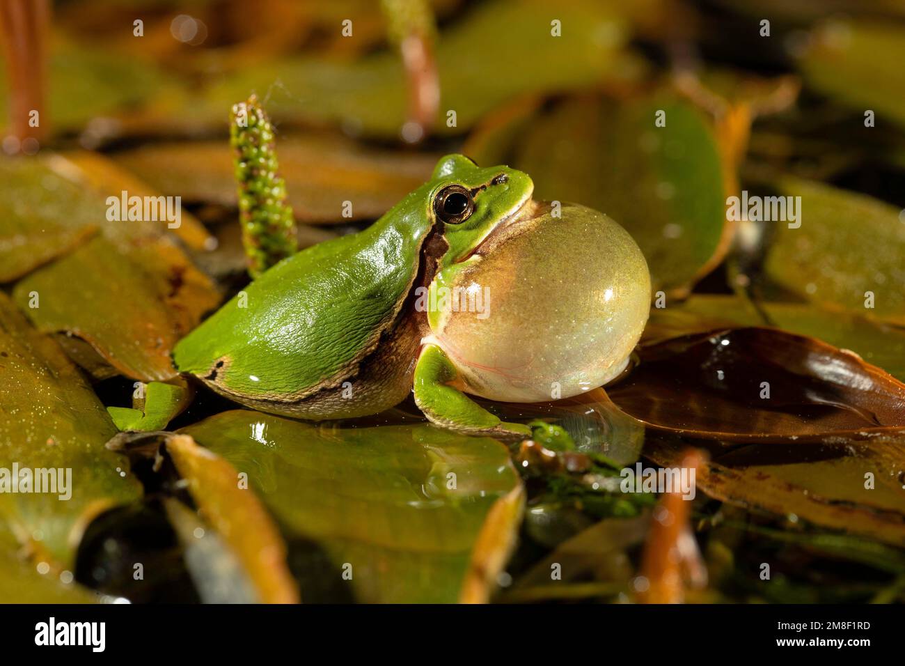 European tree frog (Hyla arborea), courtship display, calling male with ...