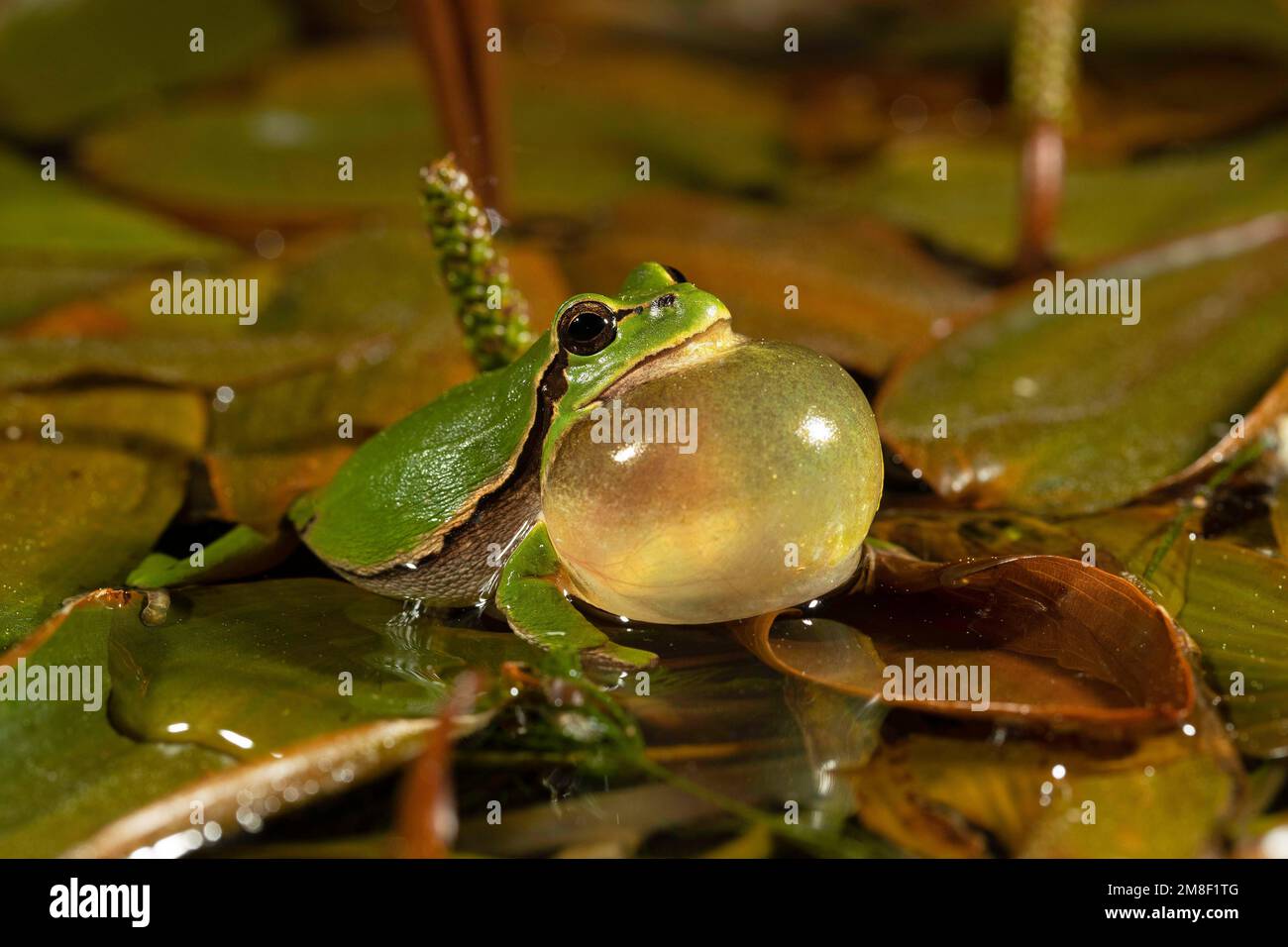 European tree frog (Hyla arborea), courtship display, calling male with ...