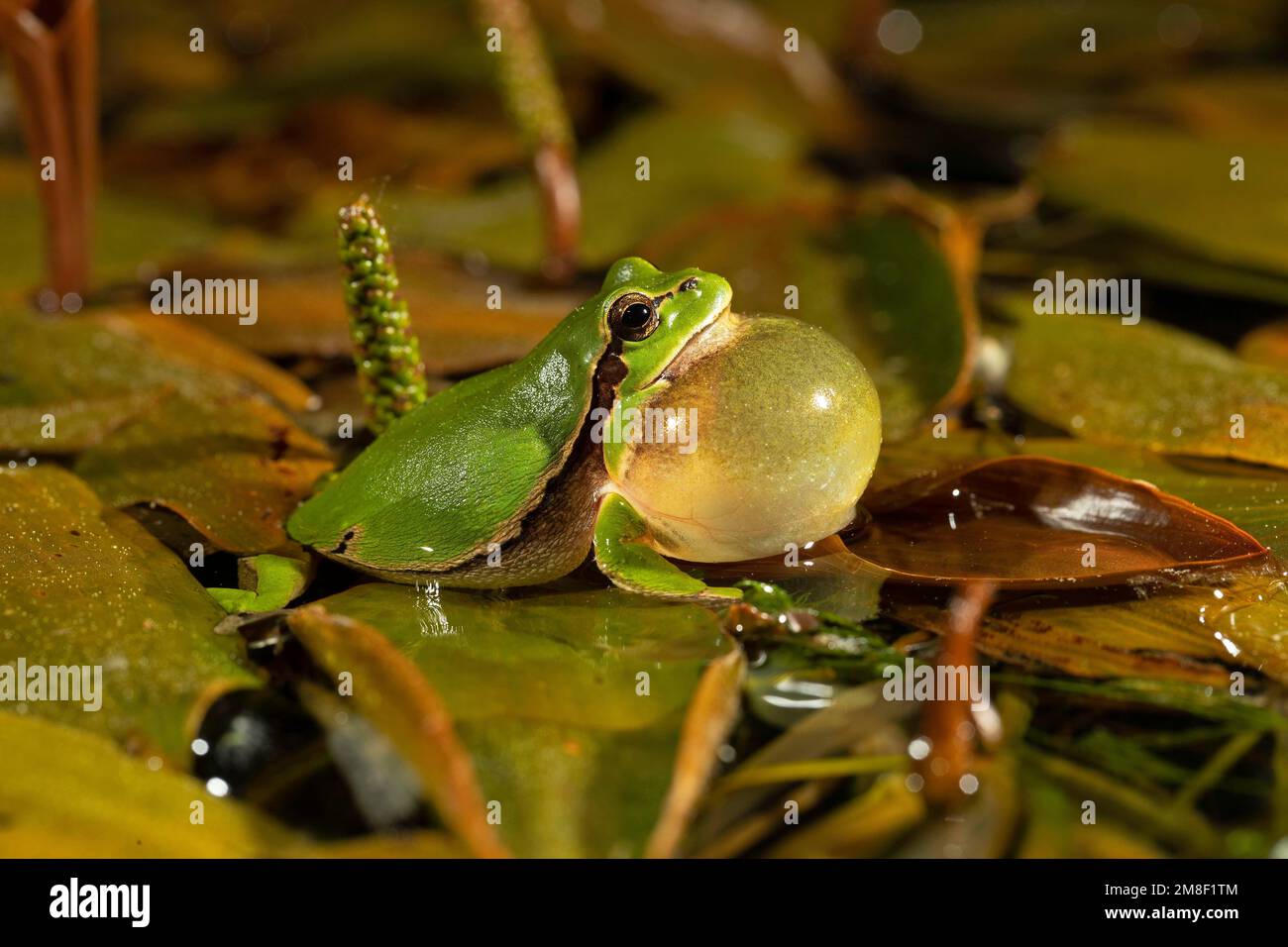 European tree frog (Hyla arborea), courtship display, calling male with ...