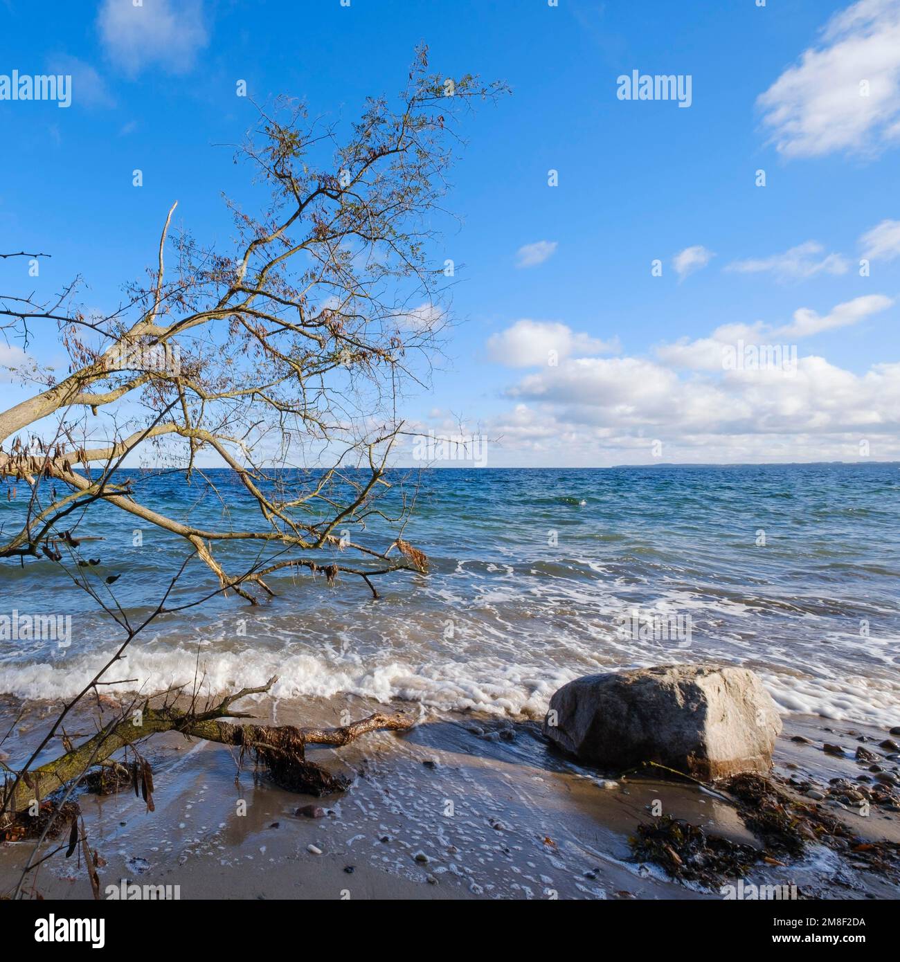 Baume Fallen Schleswig Holstein