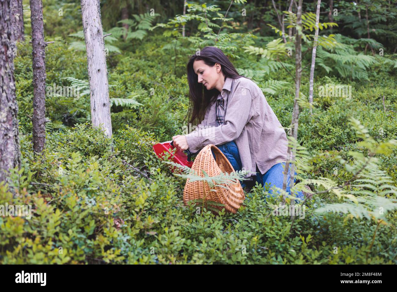 Process of picking and harvesting berries in the forest of Scandinavia ...