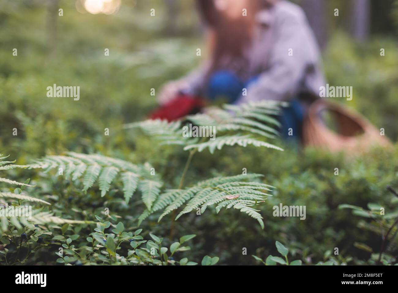 Process Of Picking And Harvesting Berries In The Forest Of Scandinavia