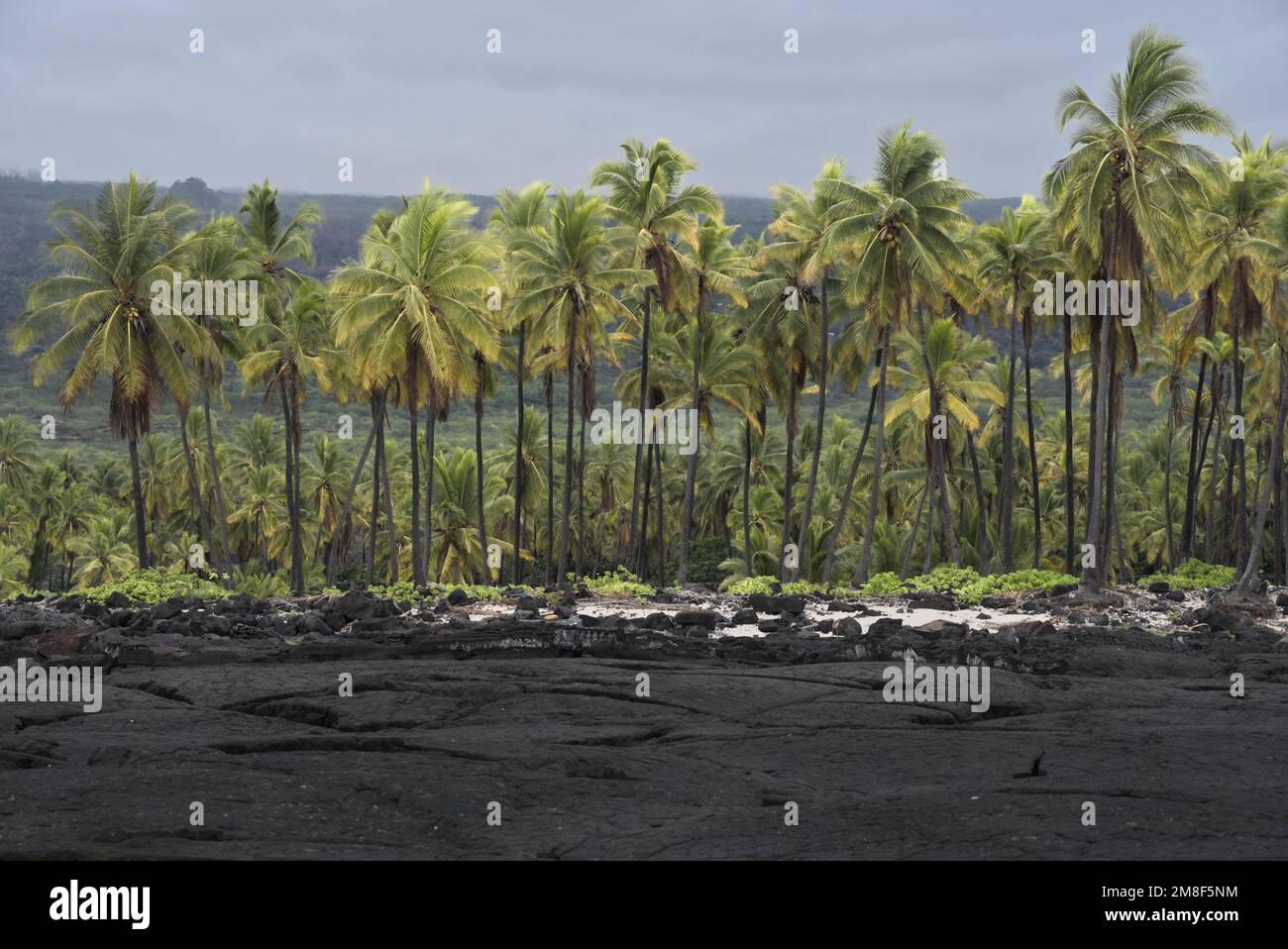 A row of coconut trees behind a big black rock with cloudy sky Stock ...