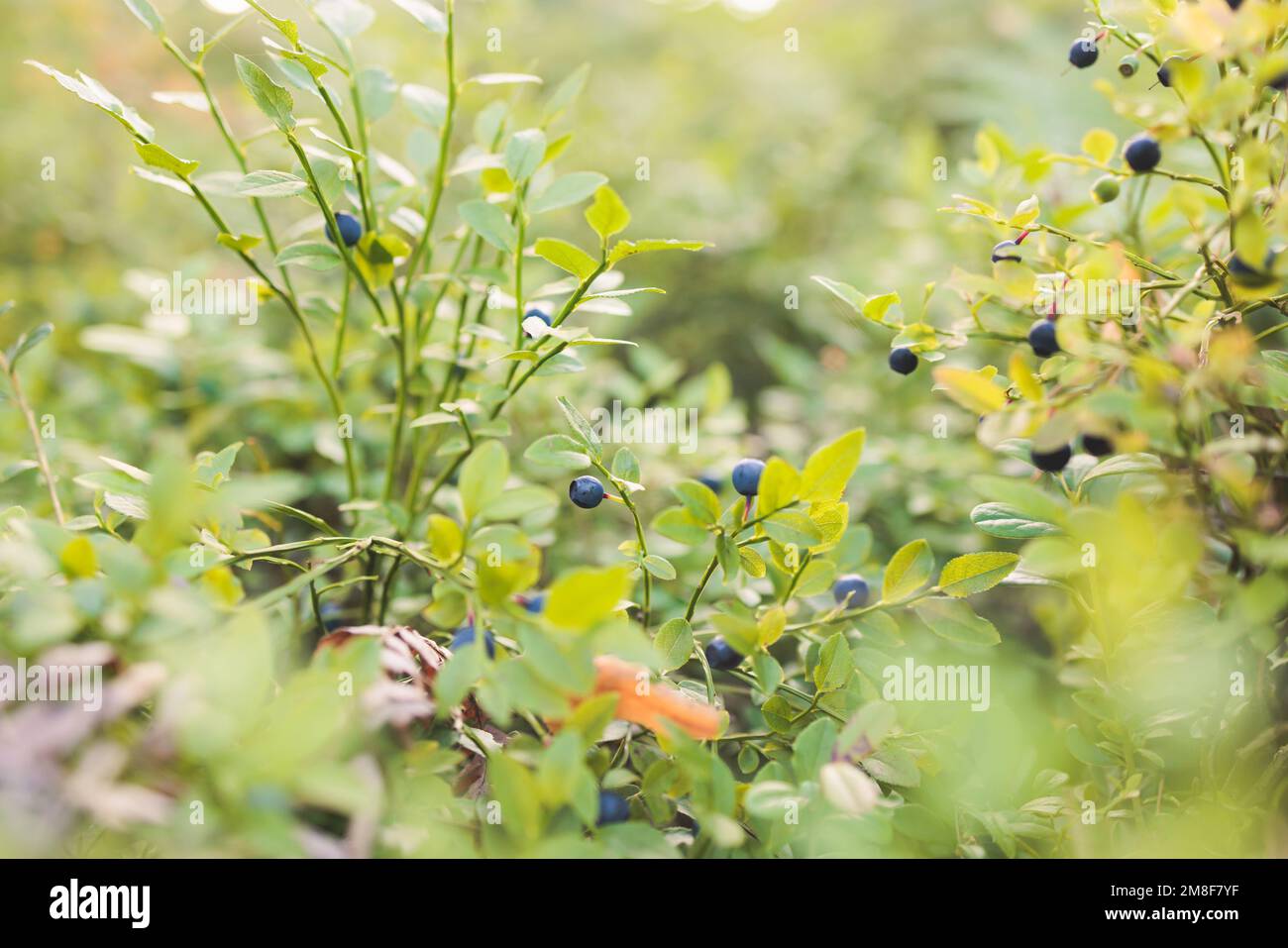 Harvested berries, process of collecting, harvesting and picking ...