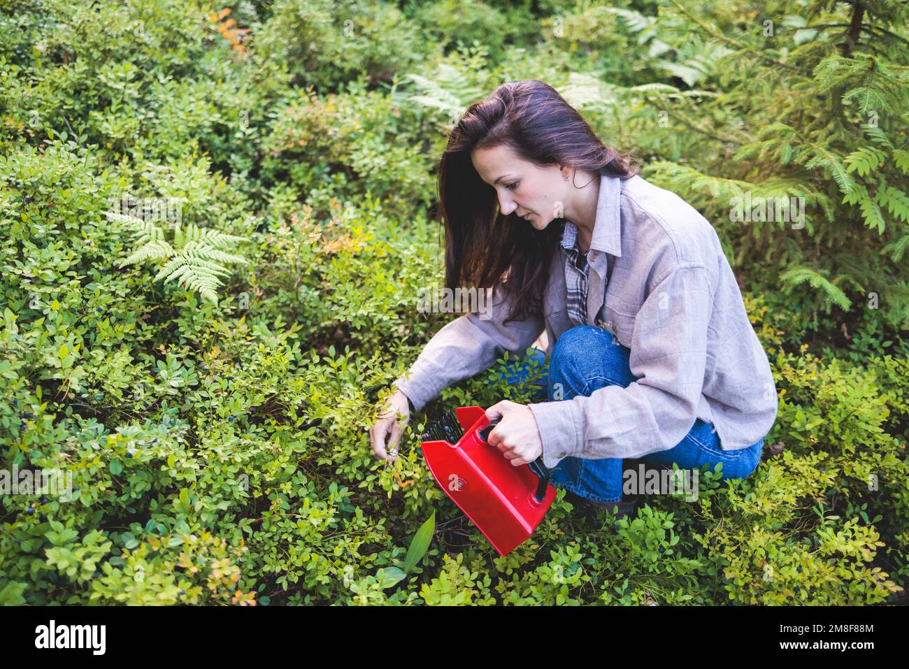 Process Of Picking And Harvesting Berries In The Forest Of Scandinavia