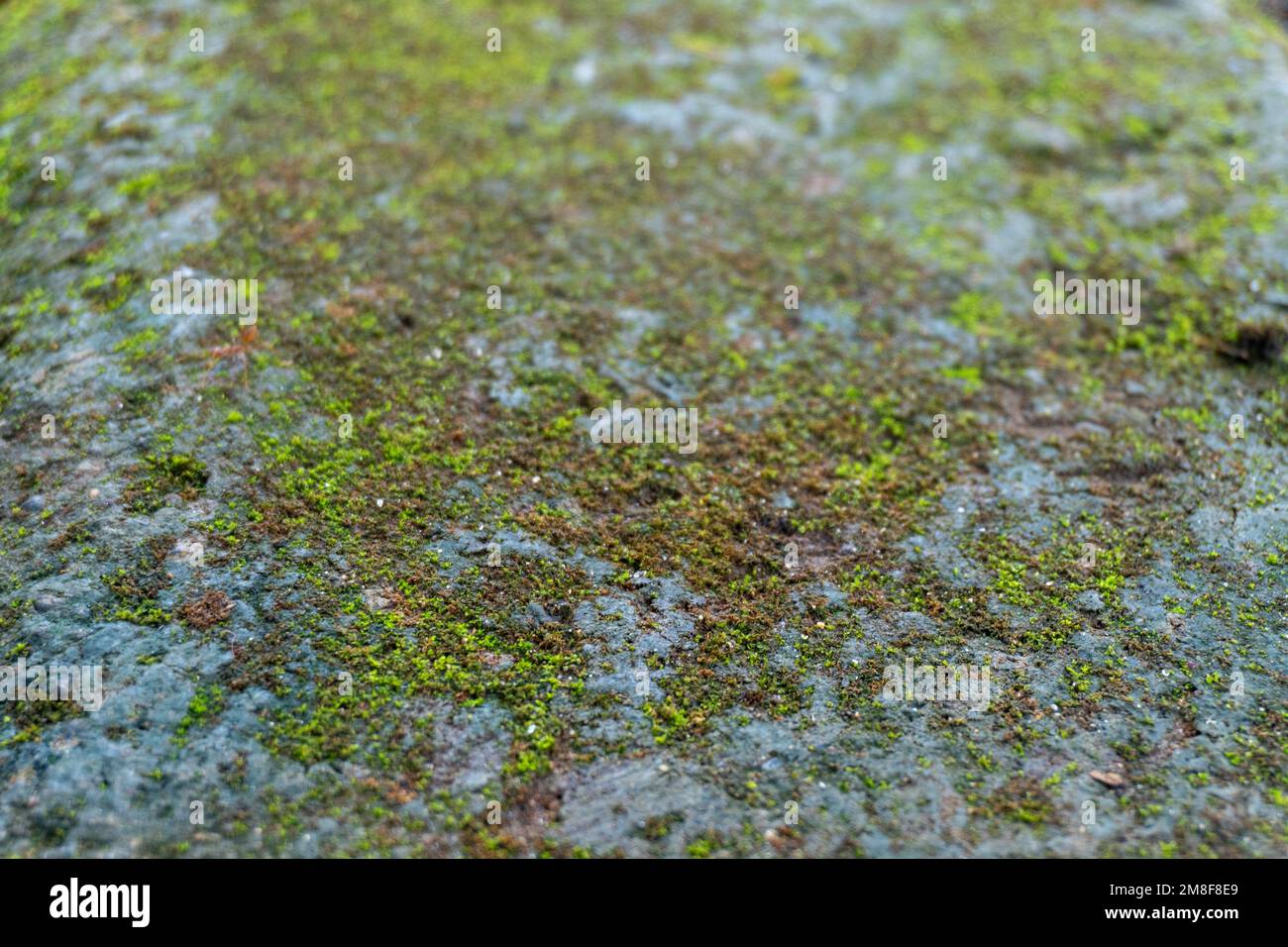Moss plant street art hi-res stock photography and images - Alamy