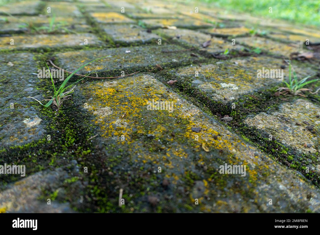 Moss plant street art hi-res stock photography and images - Alamy