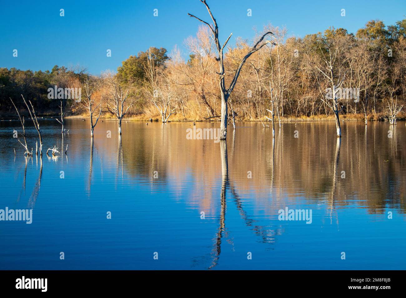 Ghost tree hi-res stock photography and images - Alamy
