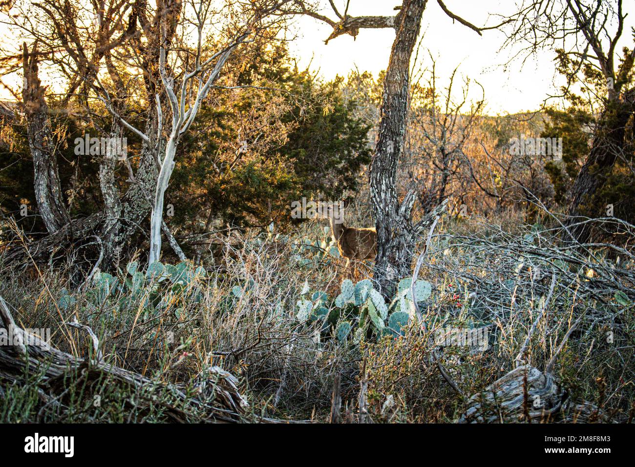 Texas parks and wildlife hi-res stock photography and images - Alamy