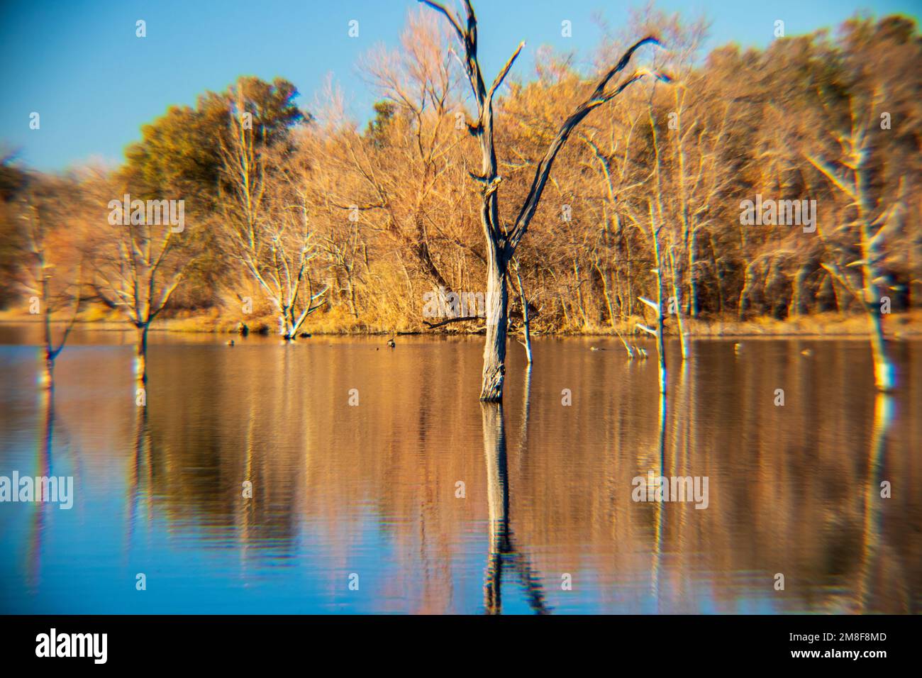 Depth of field photo of a dead ghost tree standing in the middle of a ...