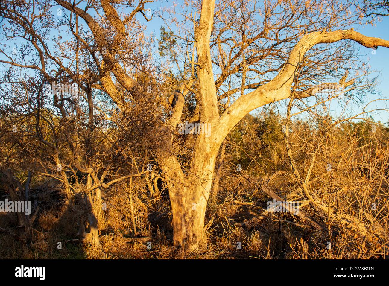 Dead tree with the setting sun lighting up the dry limbs of the tree at ...