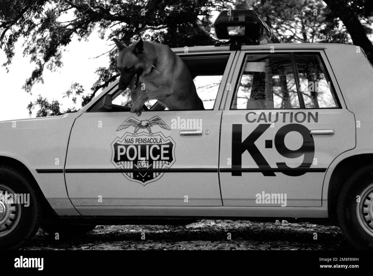 Marco A Military Working Dog Leaps From A Squad Car During A Base