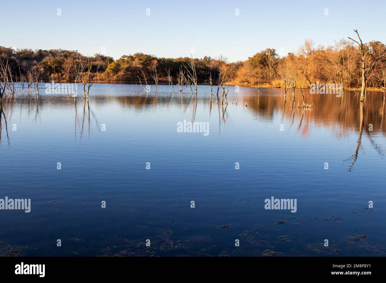 Smooth and relaxing lake water with ghost trees and reflections in Inks ...