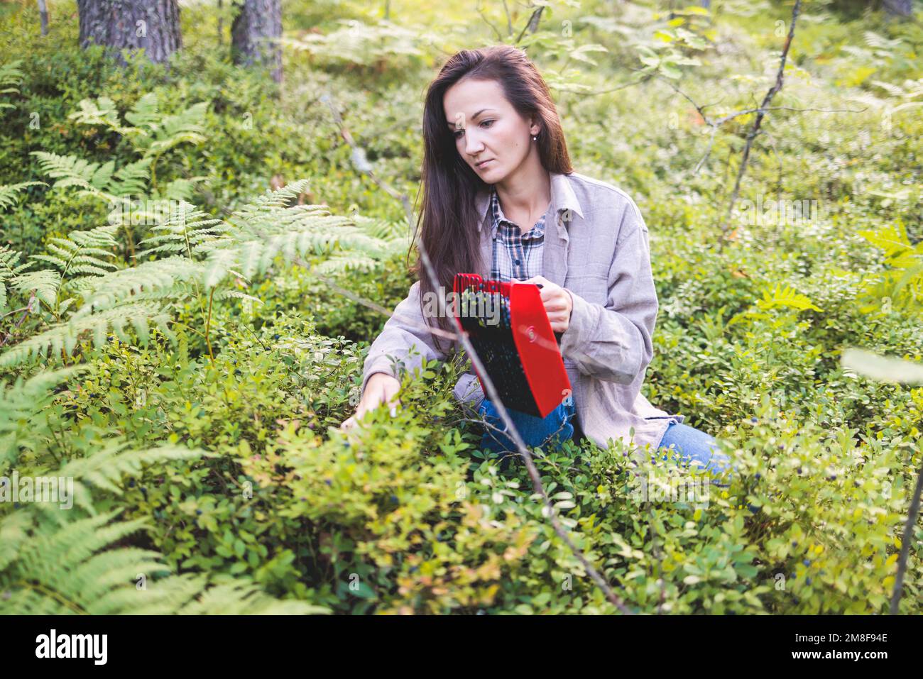 Process Of Picking And Harvesting Berries In The Forest Of Scandinavia