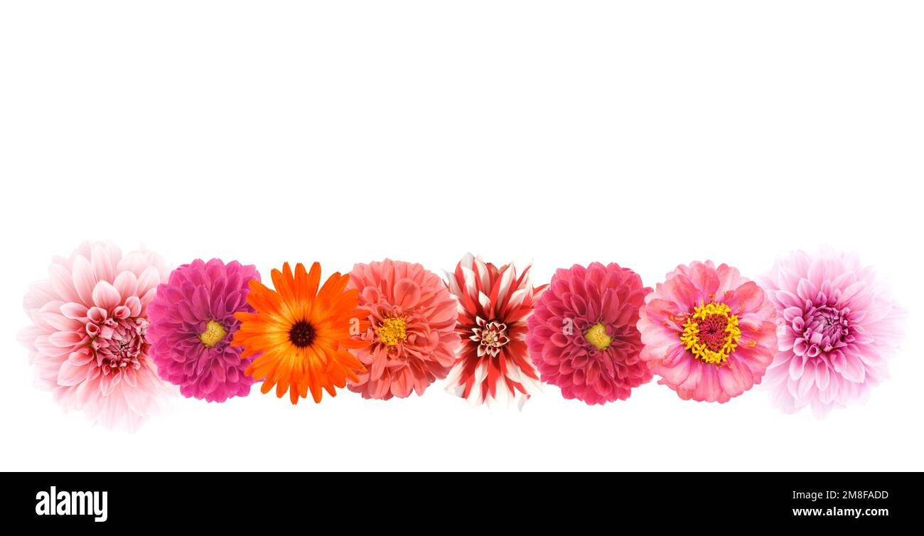 Different colors flower border isolated on white Stock Photo - Alamy