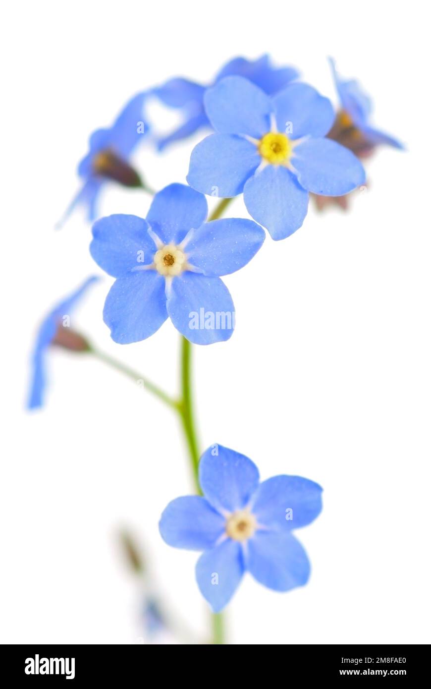 Forget me not single flower isolated on hi-res stock photography and ...