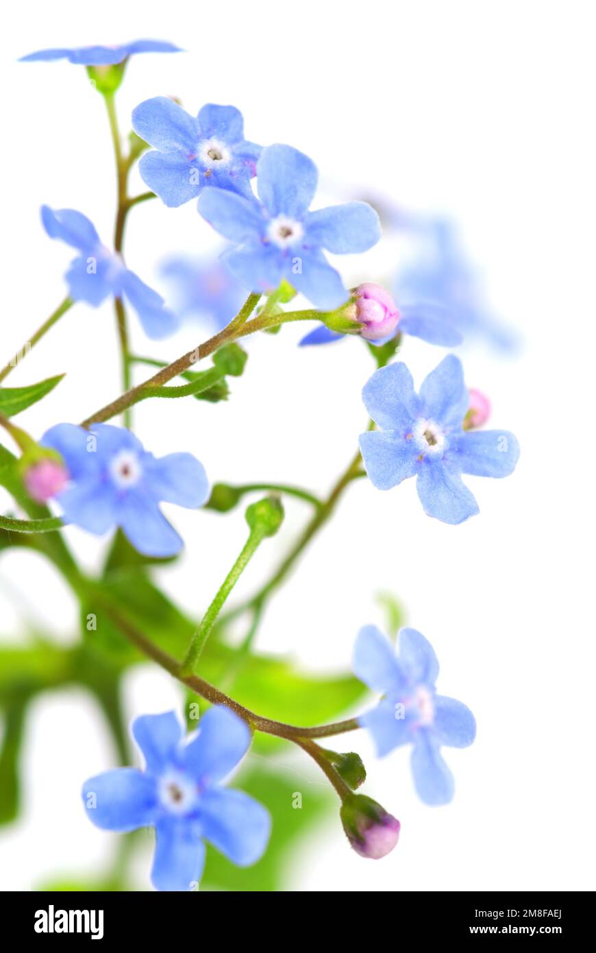 Forget me not single flower isolated on hi-res stock photography and ...