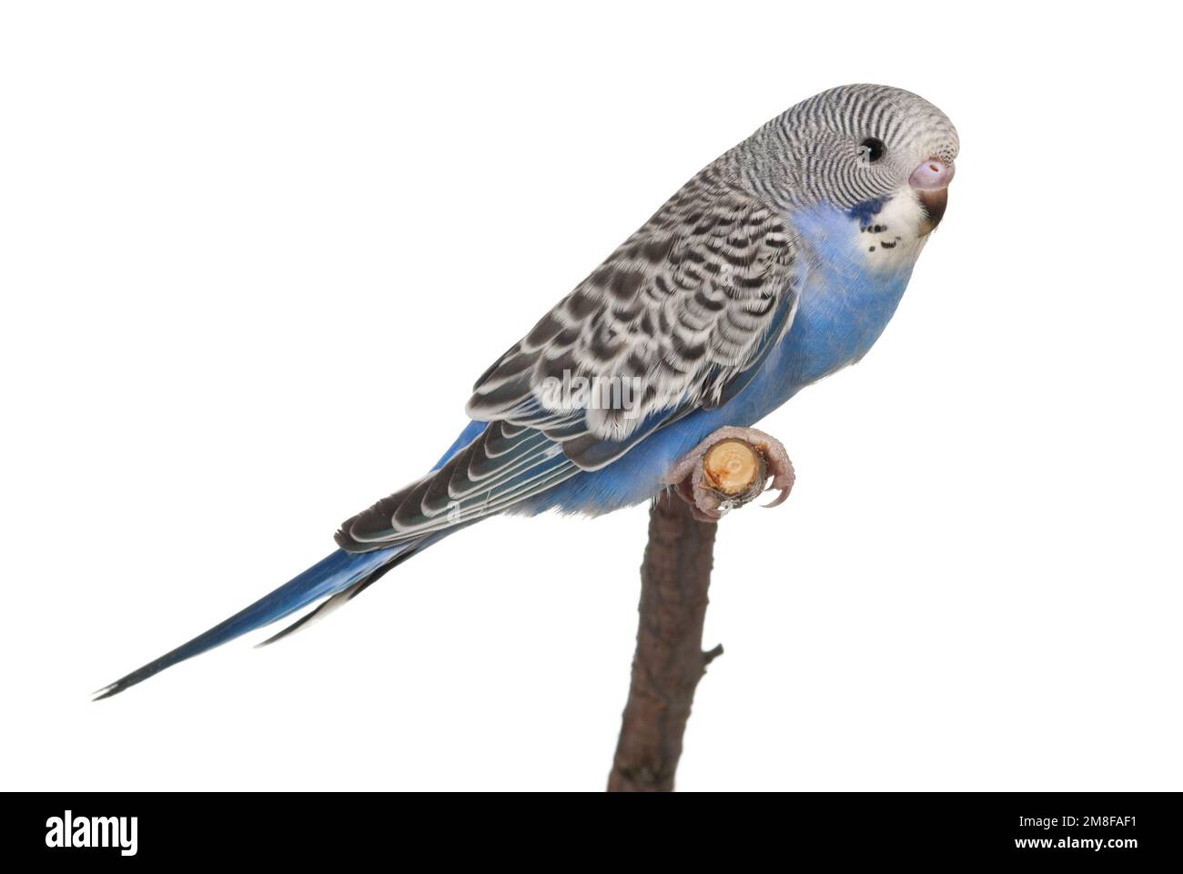 A close-up portrait of a budgerigar on white Stock Photo - Alamy