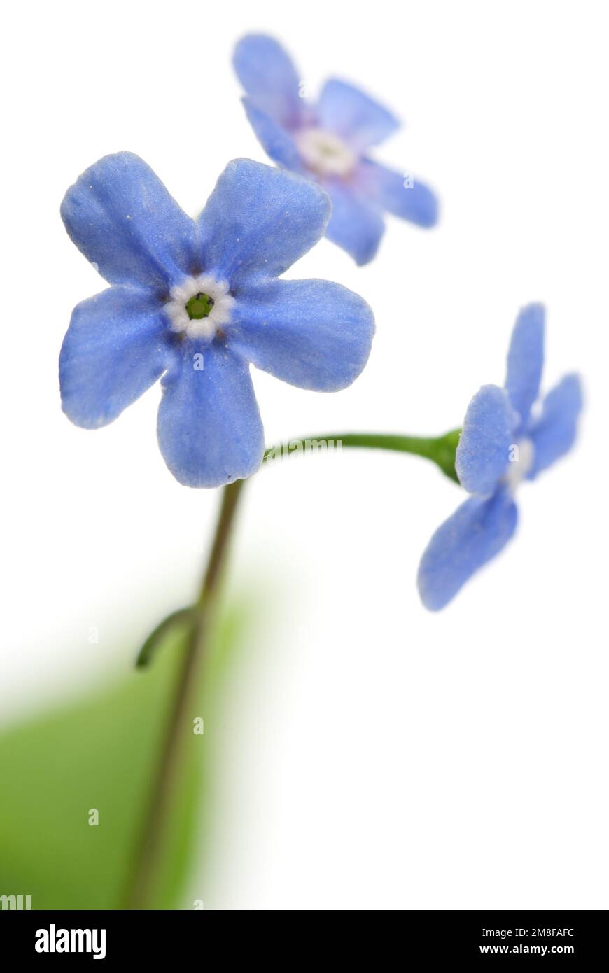 Forget me not single flower isolated on hi-res stock photography and ...