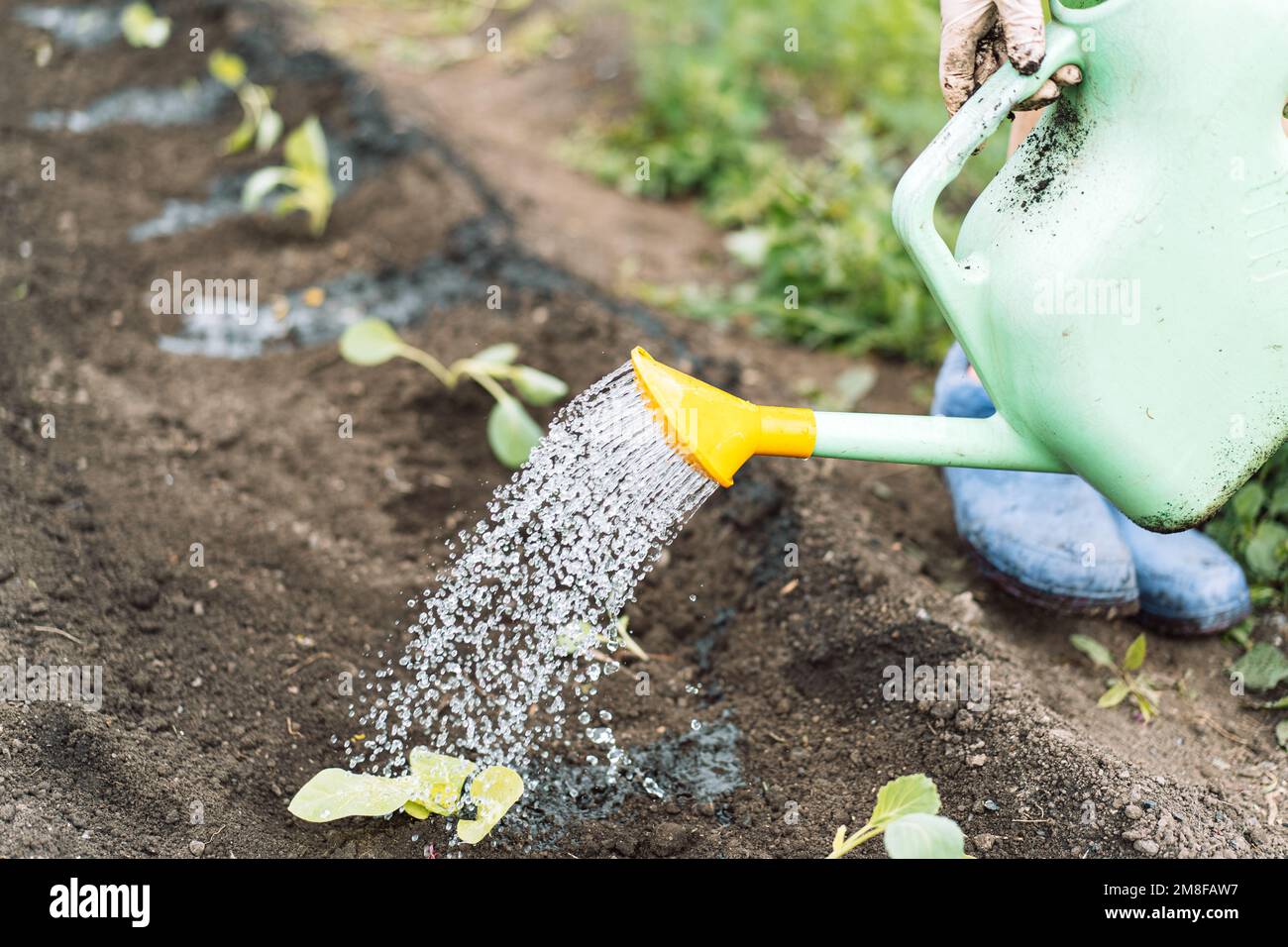 Woman watering young cabbage from a watering can Stock Photo - Alamy