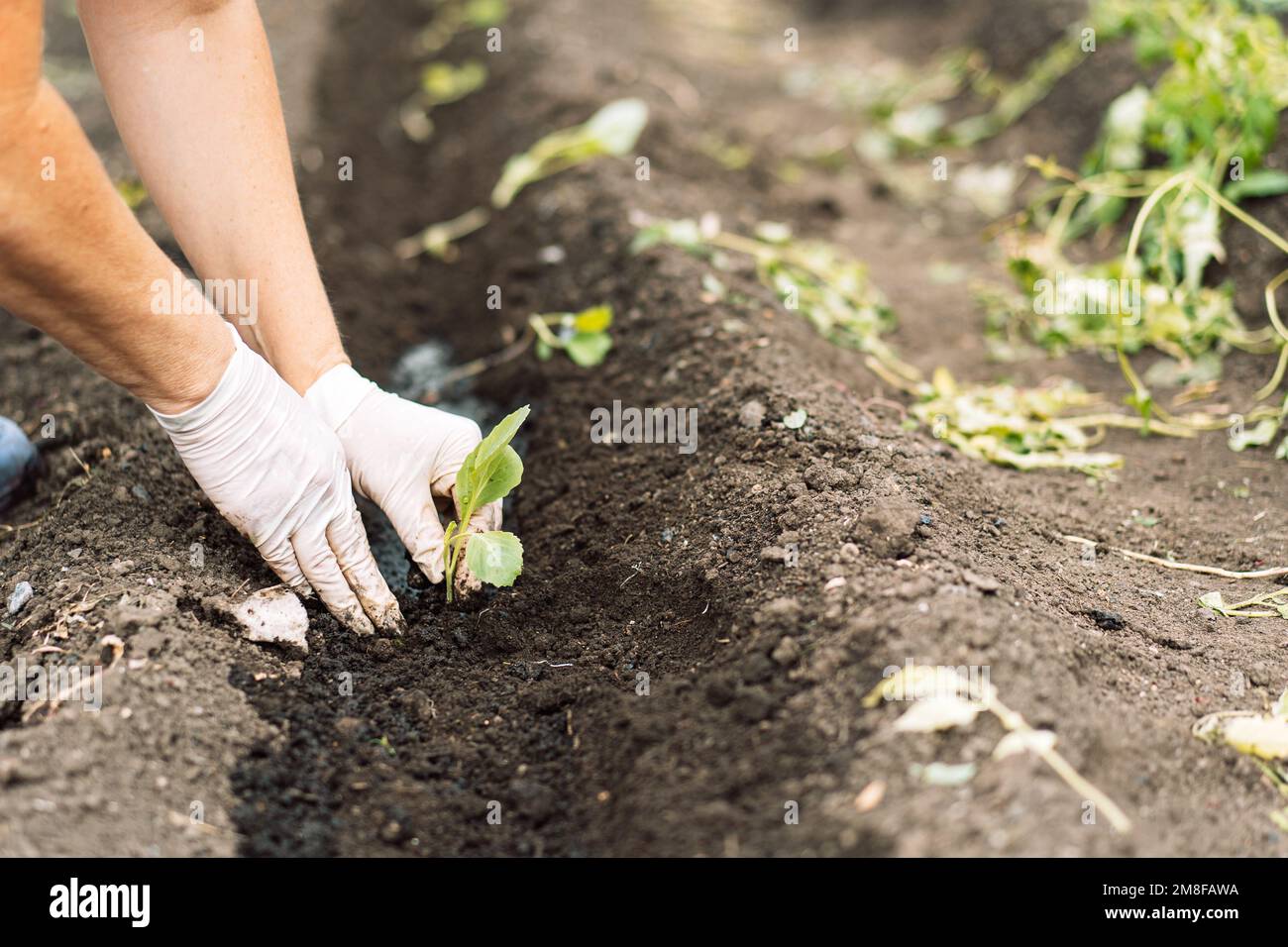 Planting cabbage seedlings in soil hi-res stock photography and images ...