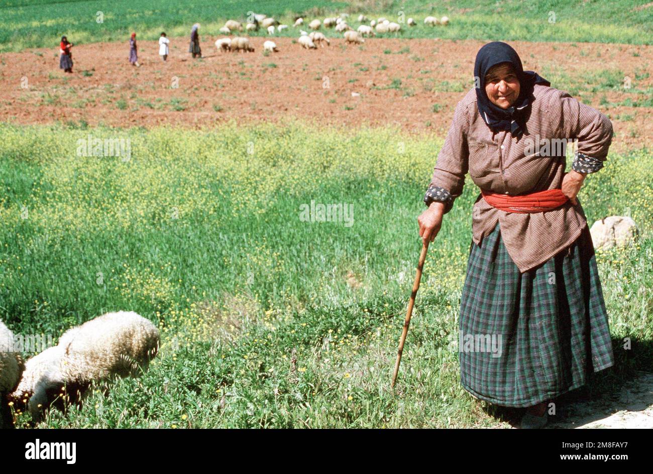 A peasant women smiles for the camera as she herds sheep between ...
