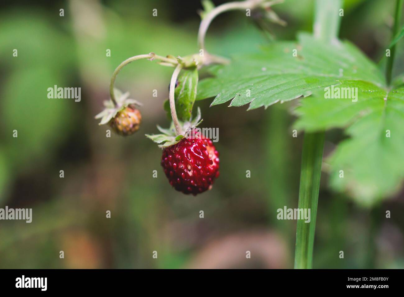 Process of harvesting raspberry and picking berries and wild ...