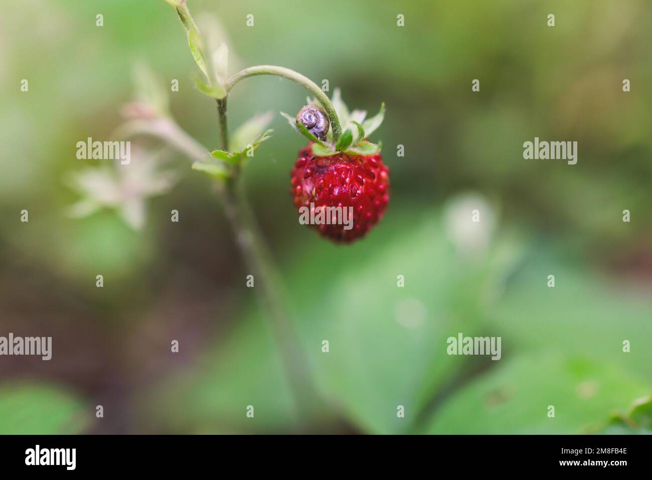 Process of harvesting raspberry and picking berries and wild ...